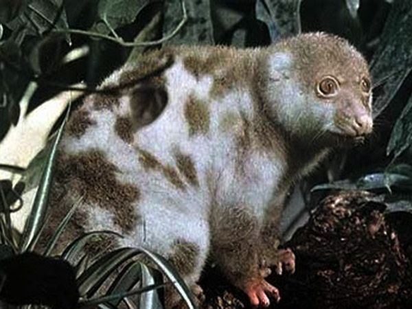 Kuskus dan Cara Kuskus Berkembang Biak | Cinta Sains