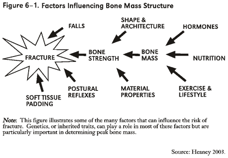 A General Guide For Health and Wellness in Adults: Bone Anatomy ...
