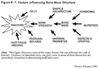 A General Guide For Health and Wellness in Adults: Bone Anatomy ...