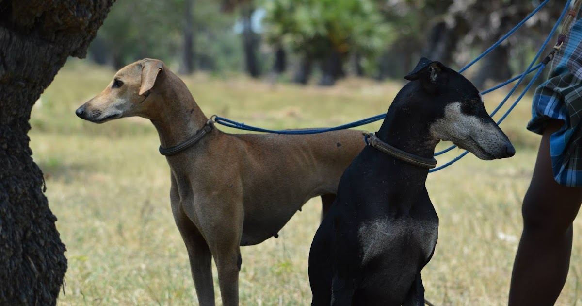 Kanni Dog Breed Information