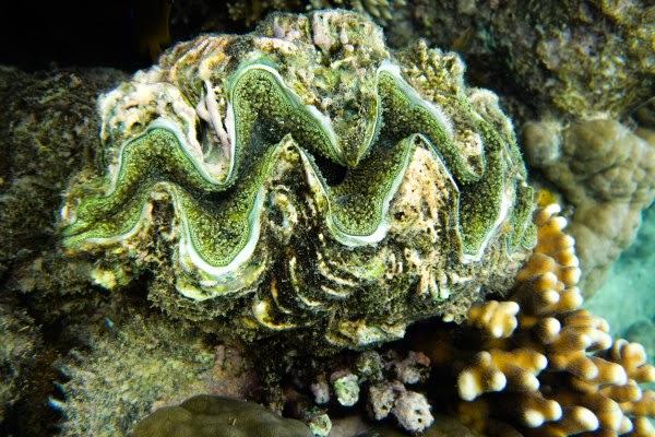 Big Caravan Adventures: Whalesharks at Exmouth