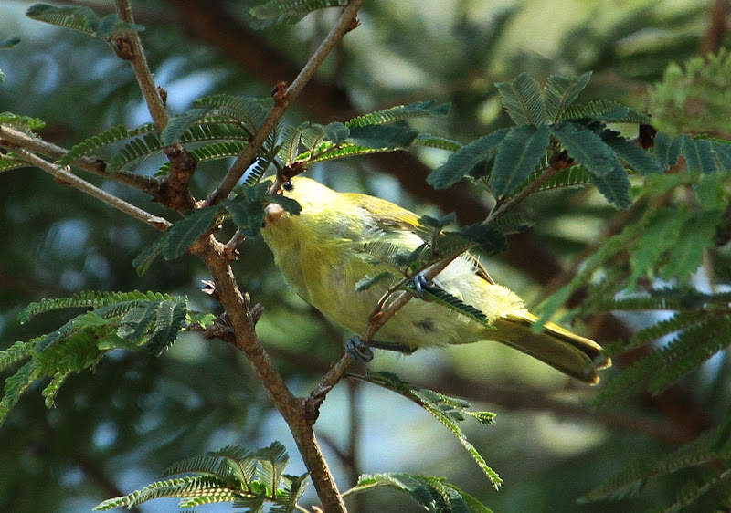 Nuestro bello mundo...: Fotos tomadas en el parque Nacional Henry ...
