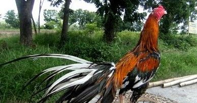 Macam-Macam Ayam Aduan Terhebat Di Dunia | Ternak Ayam