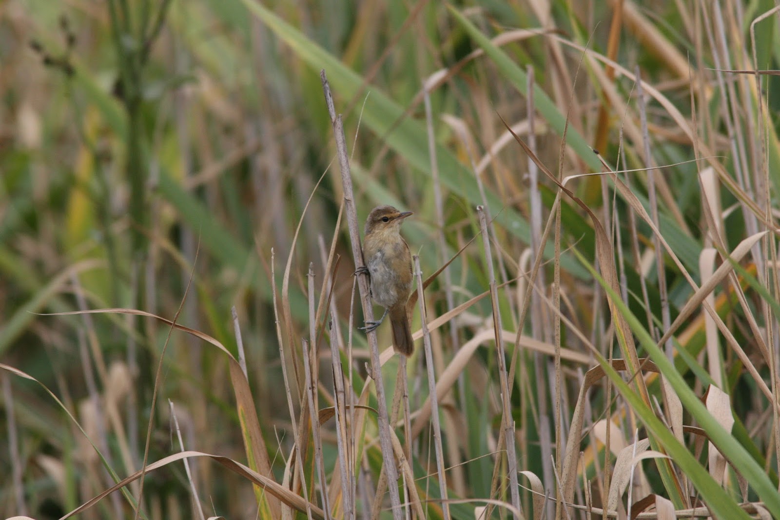 East-Gippsland Birds: Nowa Nowa Birding