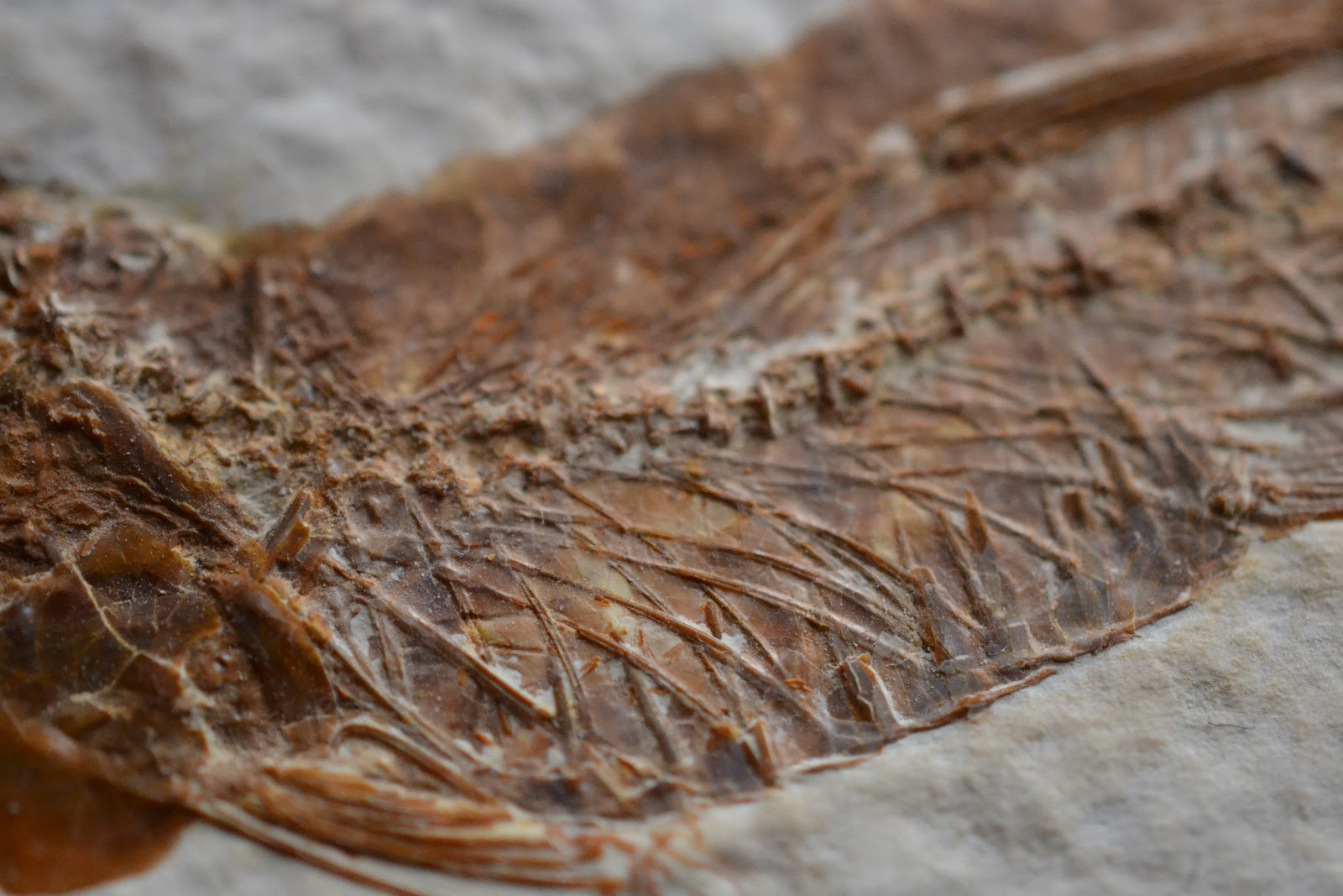 Flamingos Dynasti: fossil fisk