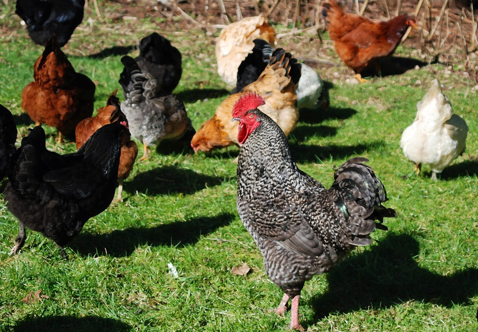 Applegarth Farm: Farm Fresh Eggs