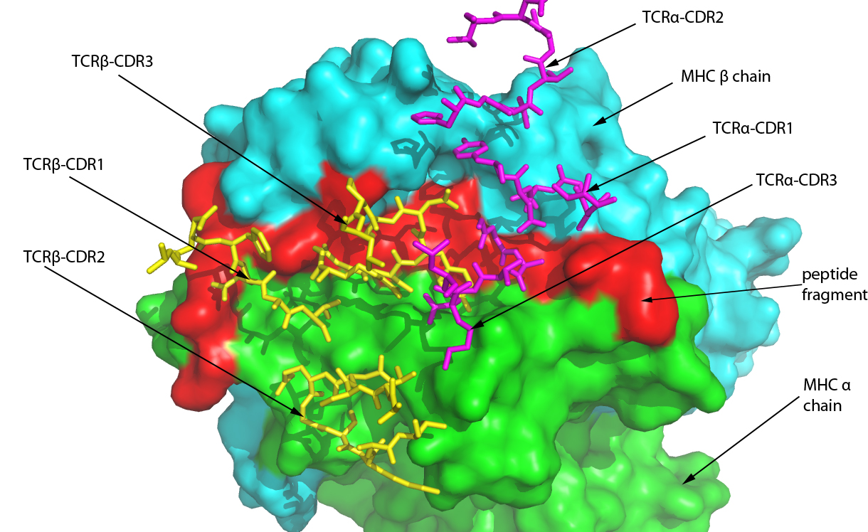 Crystal structure of a complete ternary complex of T-cell receptor ...