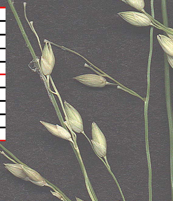 Flora de Puerto Rico Ilustrada Papo Vives: POACEAE PANICUM DIFFUSUM