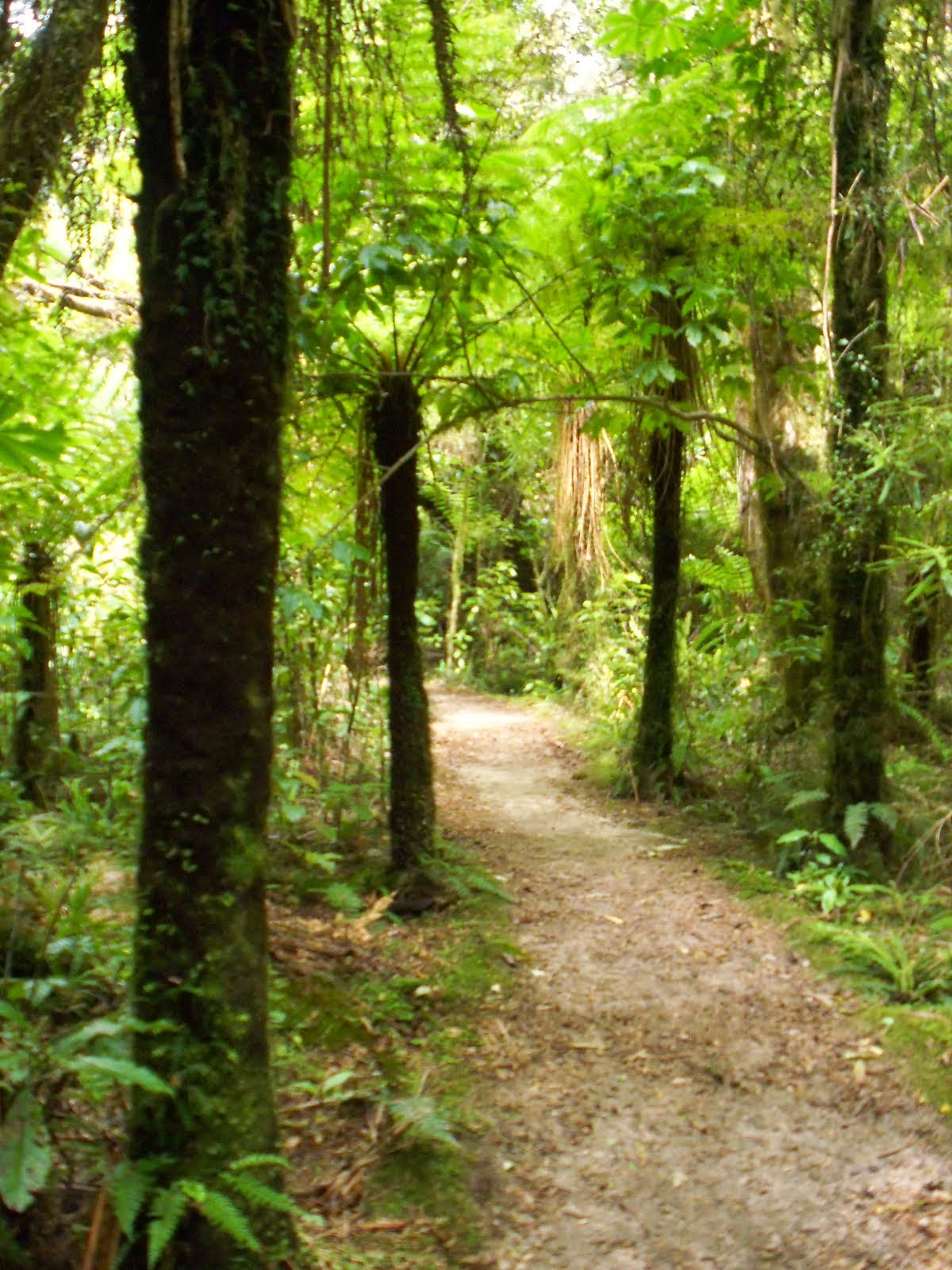 Karamea Tramping: Visit the Big Rimu Tree ... Karamea