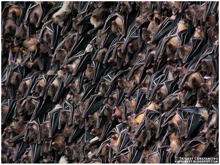 breathing space: To the (Monfort) bat cave!