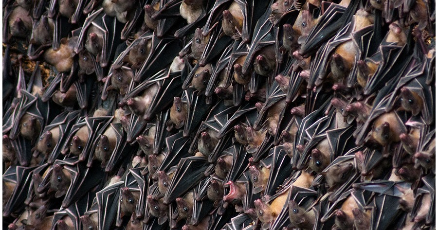 breathing space: To the (Monfort) bat cave!