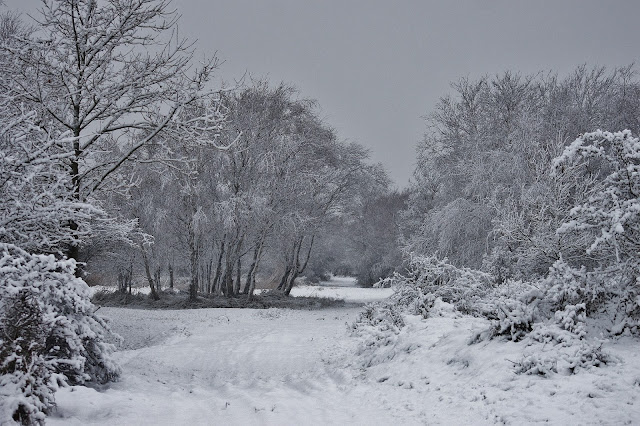 AMSTERDAMSE WATERLEIDINGDUINEN AWD: Het AWD in Beeld