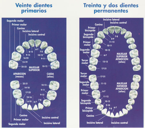 SISTEMA DENTARIO : SISTEMA DENTARIO