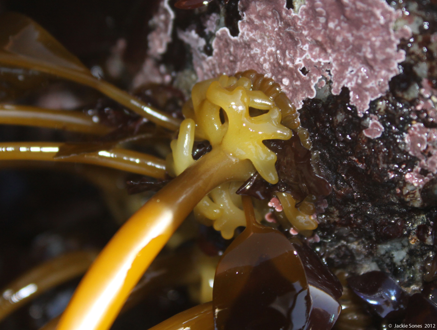 The Natural History of Bodega Head: Name that holdfast