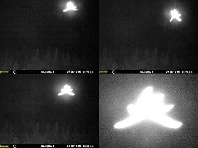 Hunter’s Camera caught Angelic Entity in remote area of northern Canada