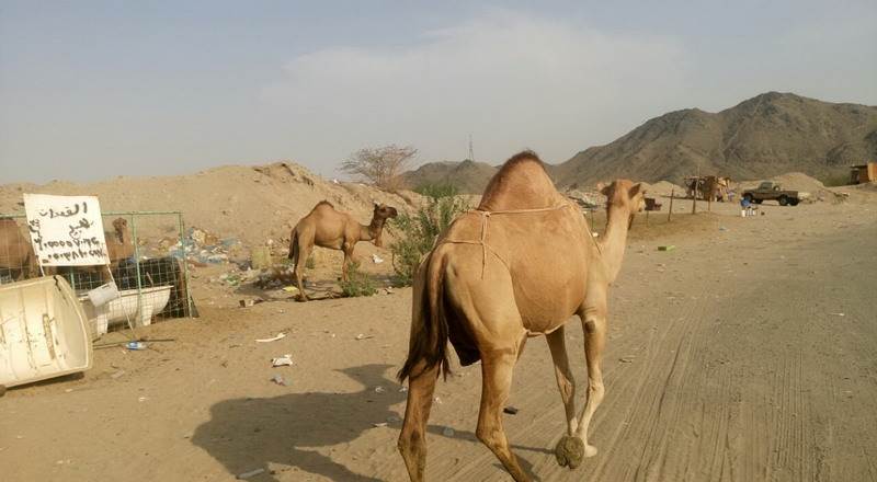 Tawarkan Susu Dan Kencing Unta, Daerah Di Mekkah Ini Ramai Dipadati ...