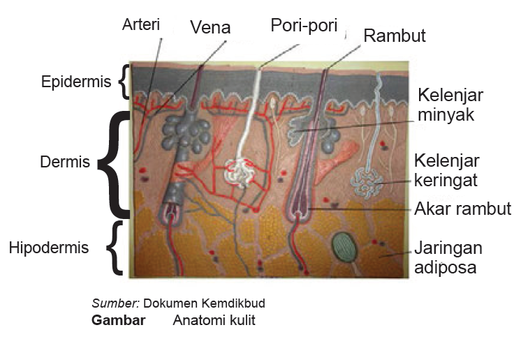 Strukture dan Fungsi Kulit Dilengkapi Gambar - MaoliOka
