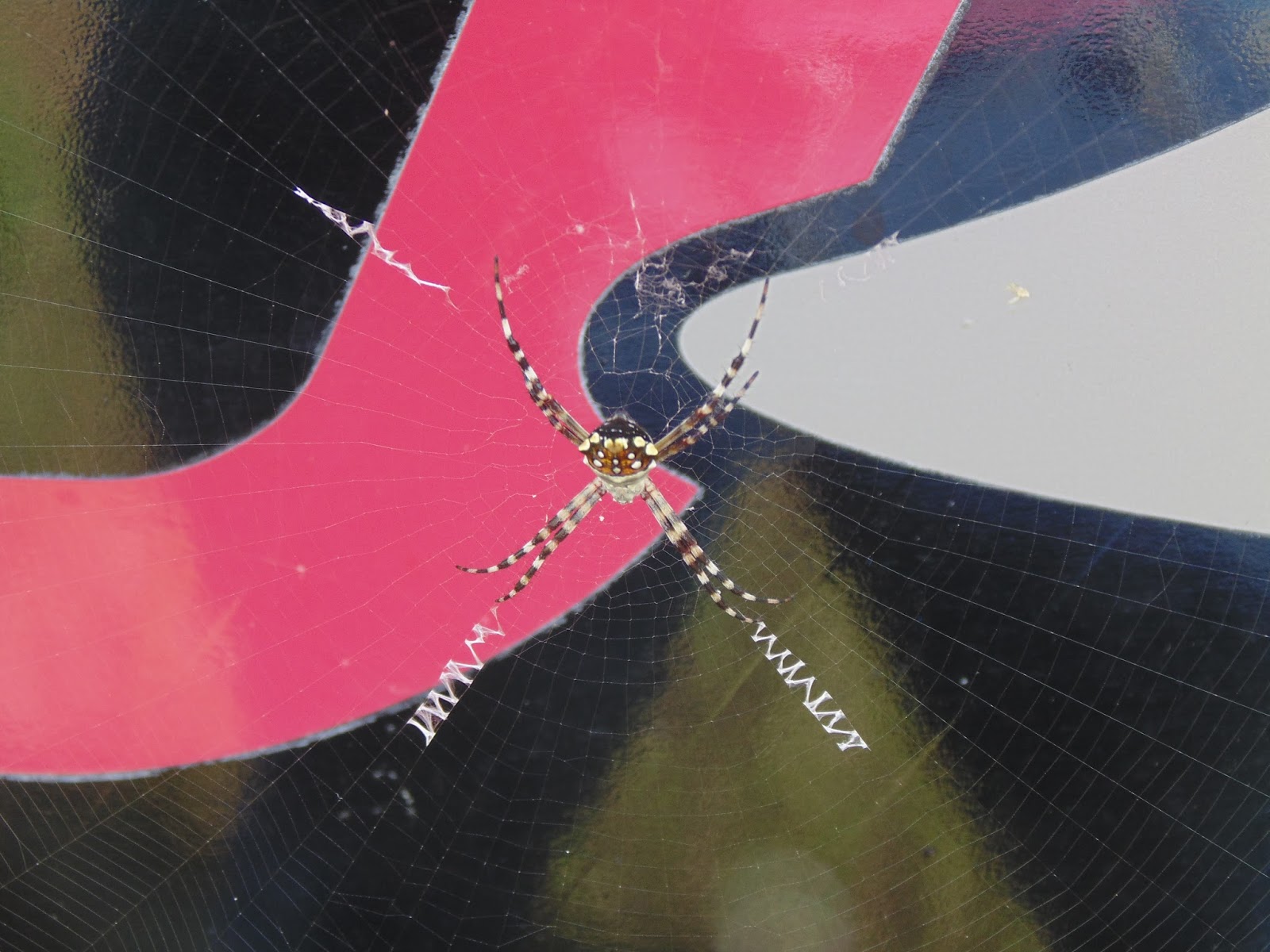 Araña plateada - Puerto Rico Loves Biology