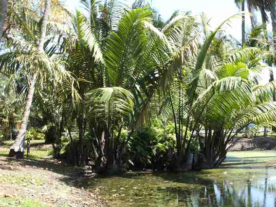 Planet Biologi: Contoh Akar untuk obat