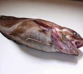 Area de Pesca: Recetas con pescado: Brótola a la Italiana