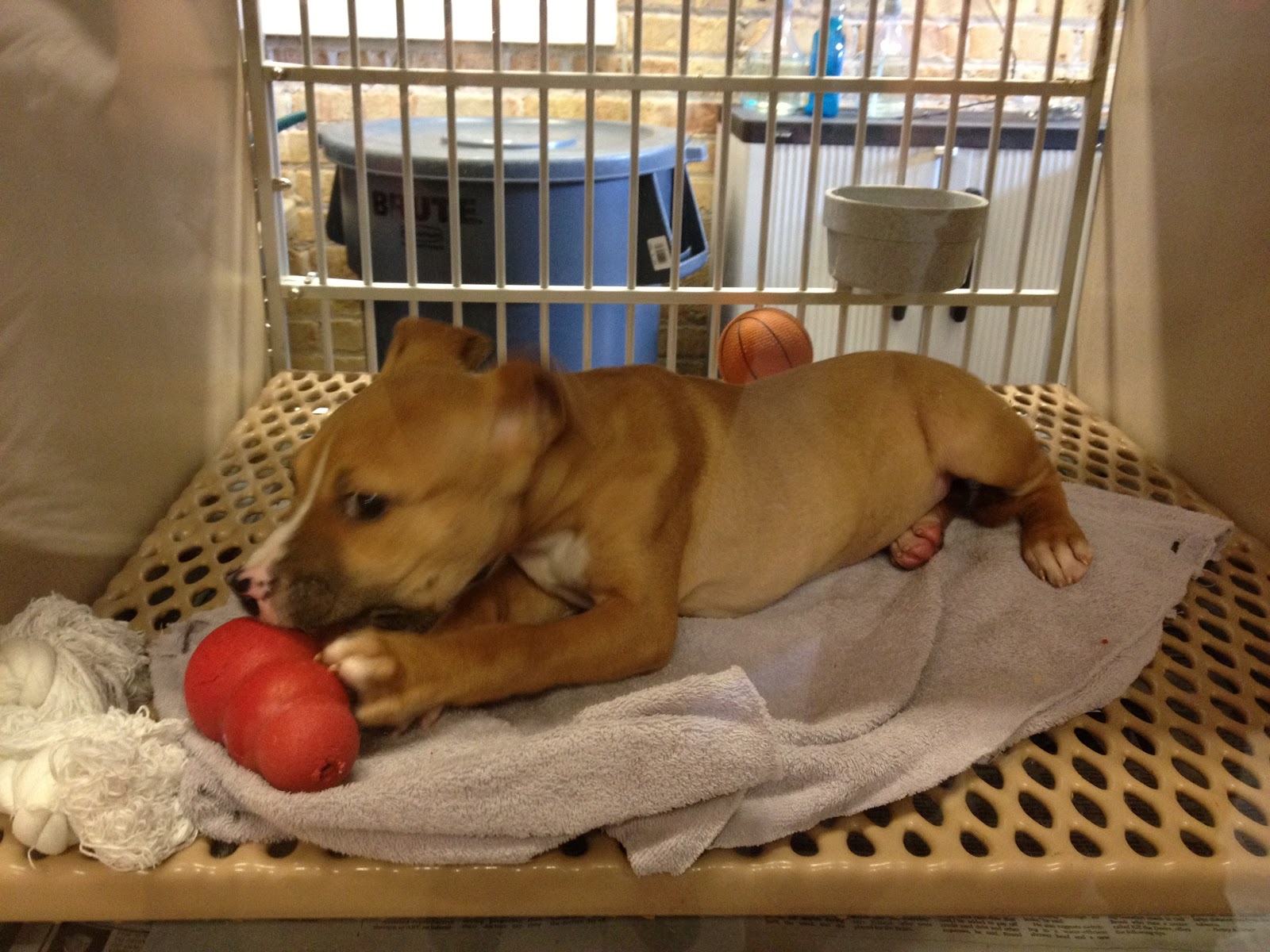 kidwinks.com Blog - Chicago with Kids: Wright Way Animal Rescue