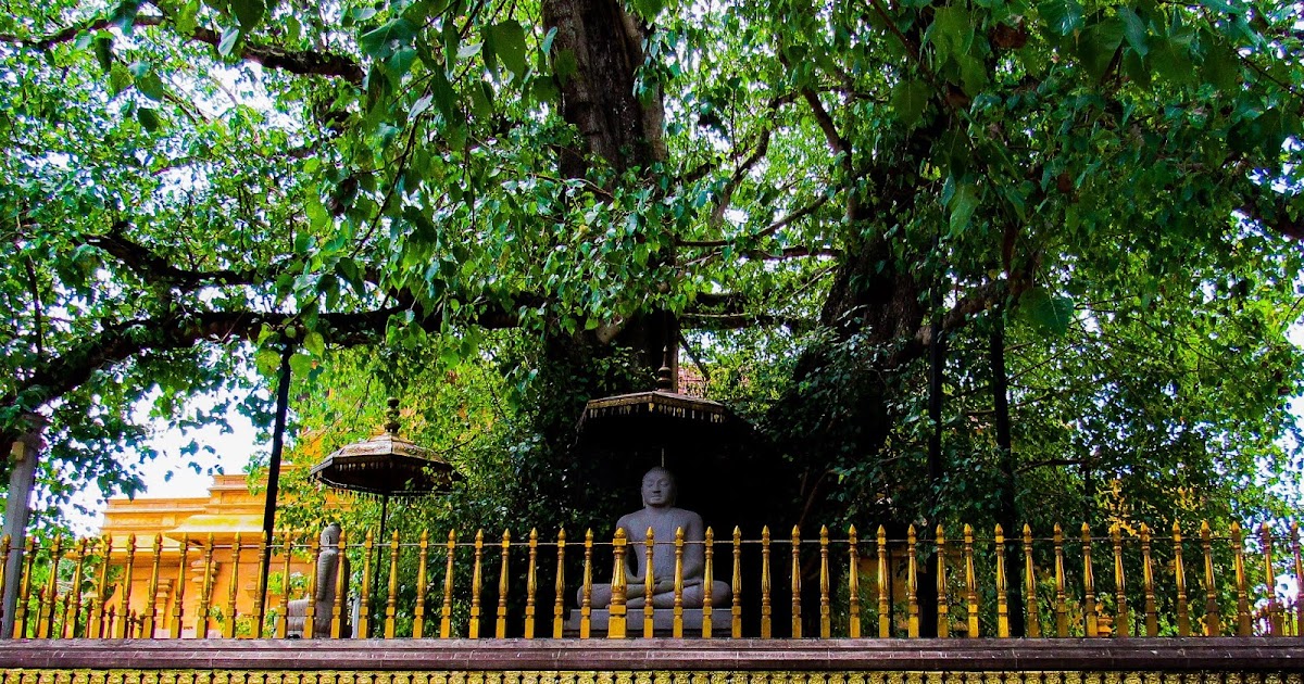 Pohon Bodhi - Samanaputta