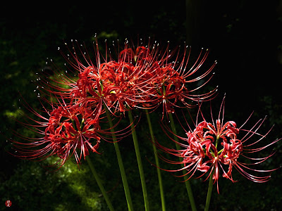 FROM THE GARDEN OF ZEN: Higan-bana (Lycoris radiata) flowers in Kaizo-ji