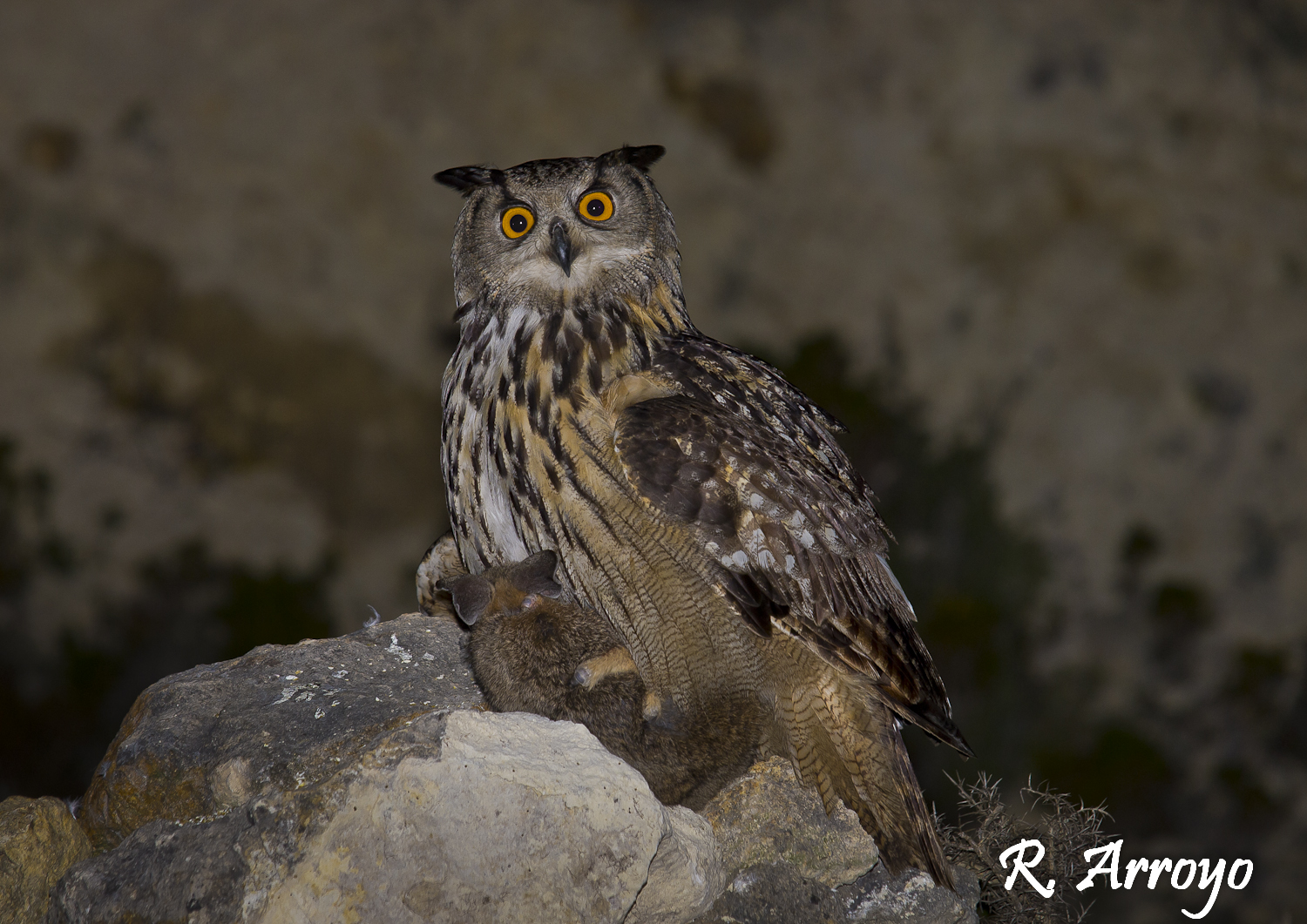 NATURALEZA EN LA COMARCA REQUENA-UTIEL. CAMPEANDO CON MI CAMARA: BÚHO ...
