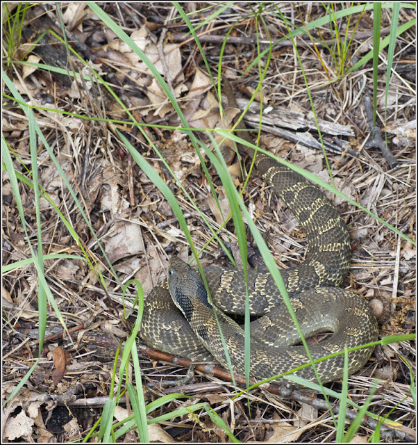 Explorations of an Ecologist: Southern Ontario shenanigans for Canada ...