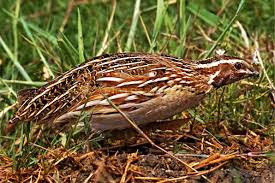 Lecturi școlare : PUIUL (1)