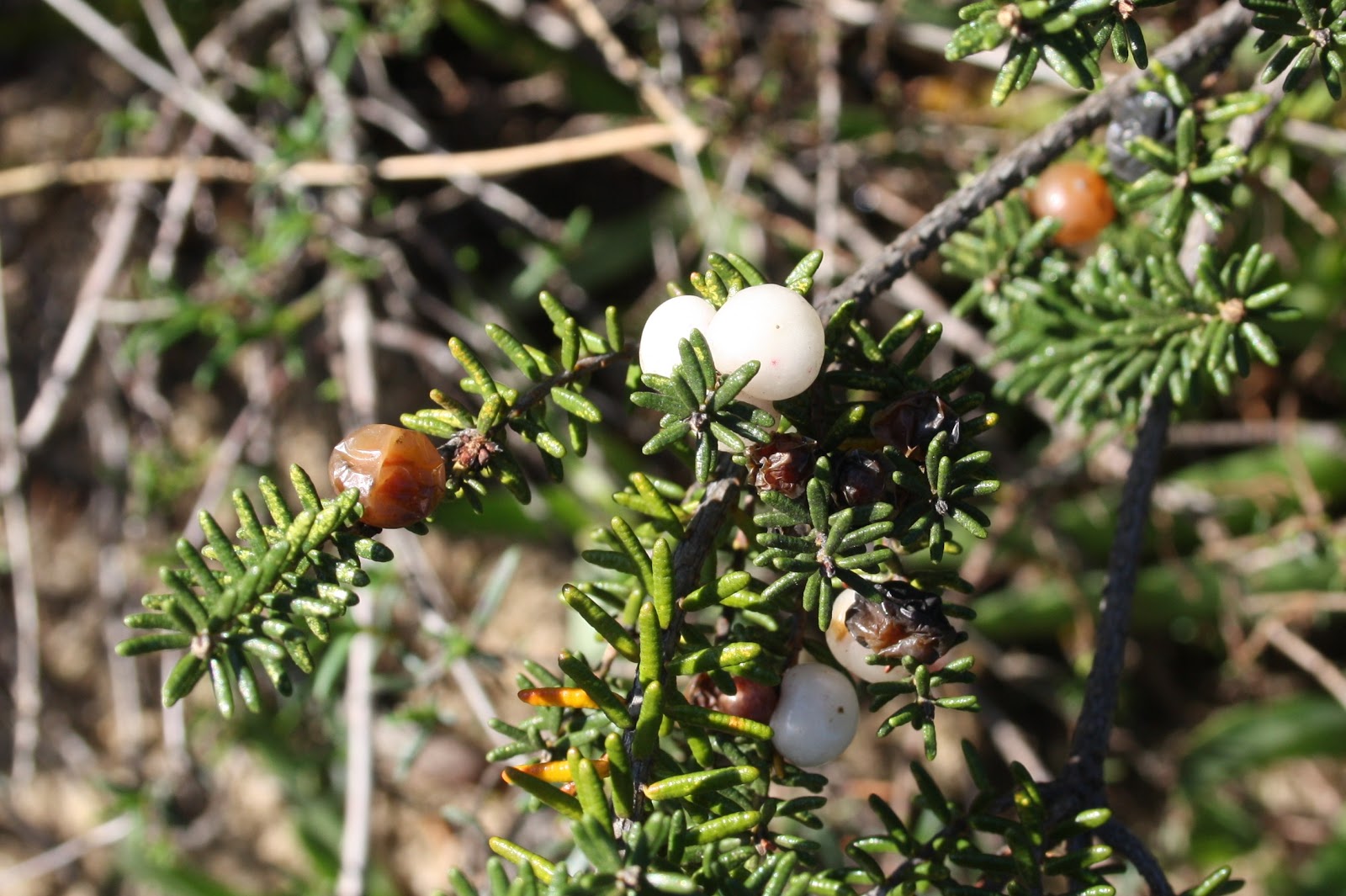 Plantas: Beleza e Diversidade: Camarinha (Corema album)