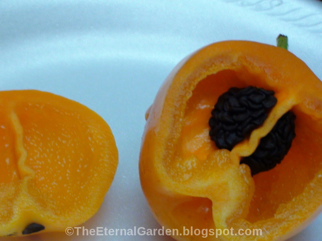 The Eternal Garden: Growing the Manzano Pepper