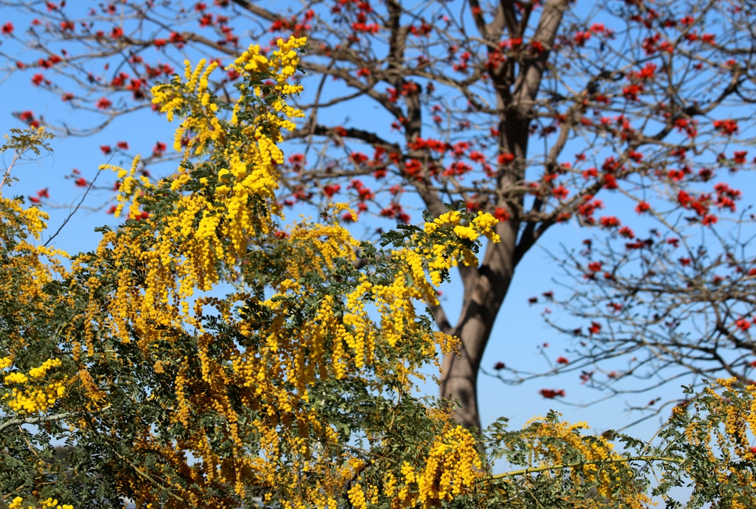 A photo, A thought............: Observation: Flower juxtaposition......