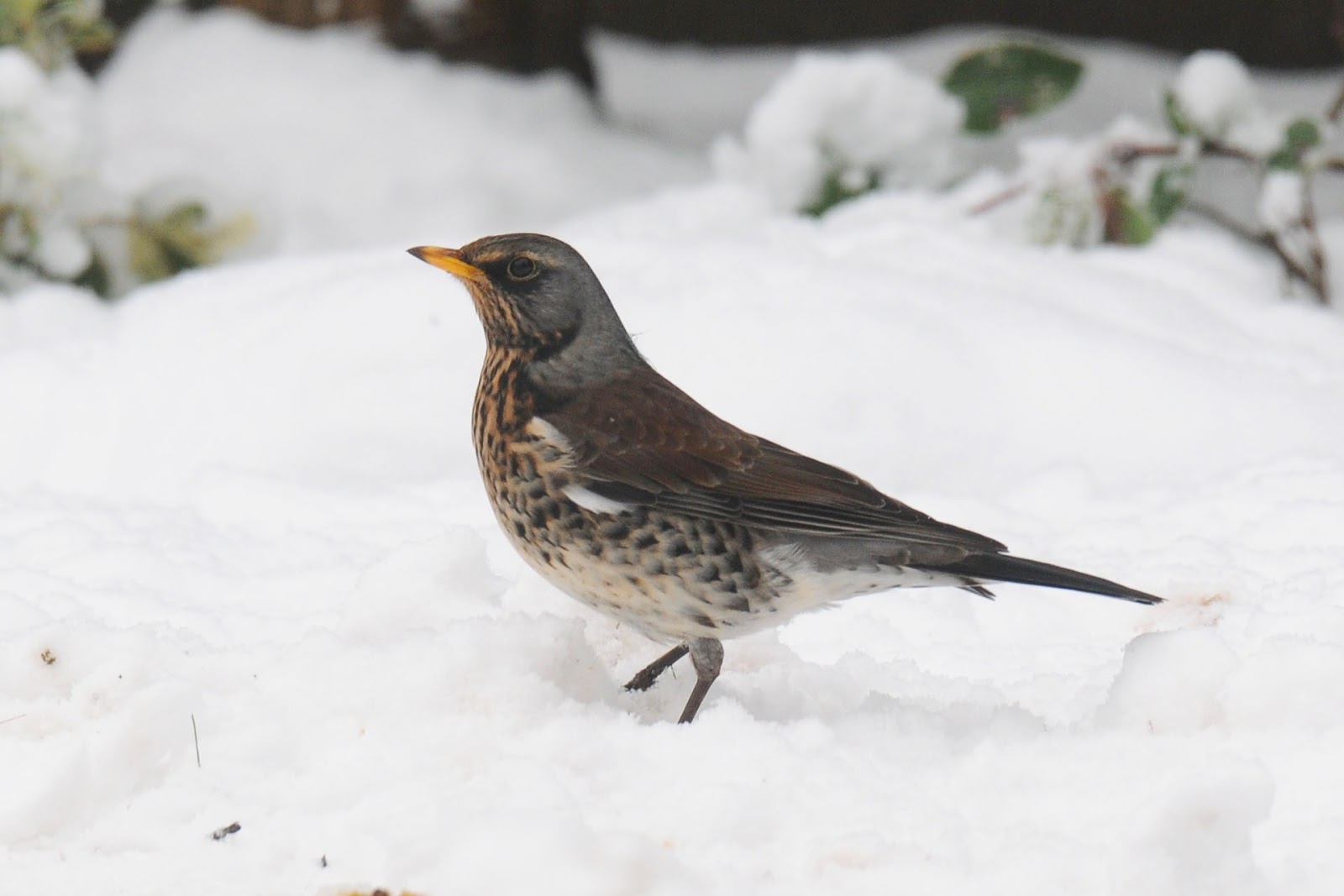 Bill's Birding: Don't Mess With a Fieldfare