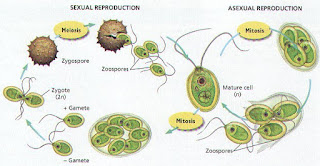 Science Doing: Origin and evolution of sex in lower plants