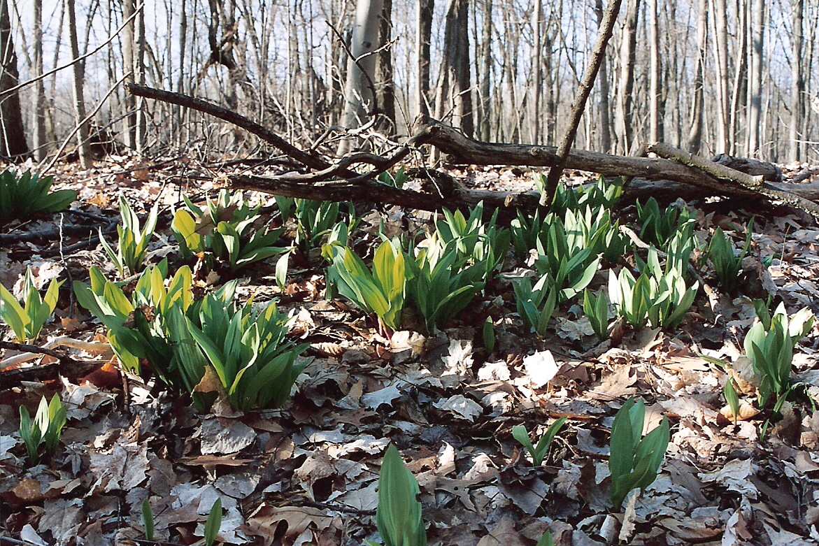 Isabella Conservation District Environmental Education Program: Mid ...