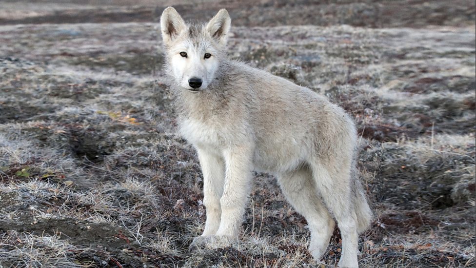 White Wolf : Amazing pictures of the Arctic wolves in the High Arctic.