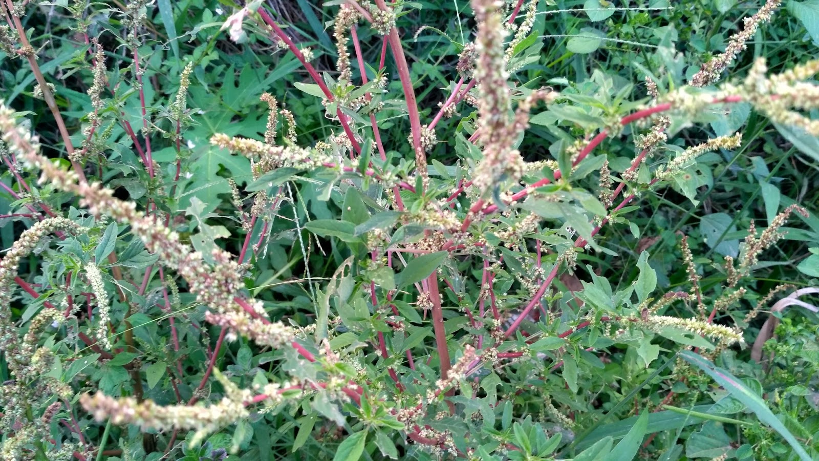 MANFAAT DAN KANDUNGAN BAYAM DURI ( Amaranthus spinosus L. ) - SEO KILAT