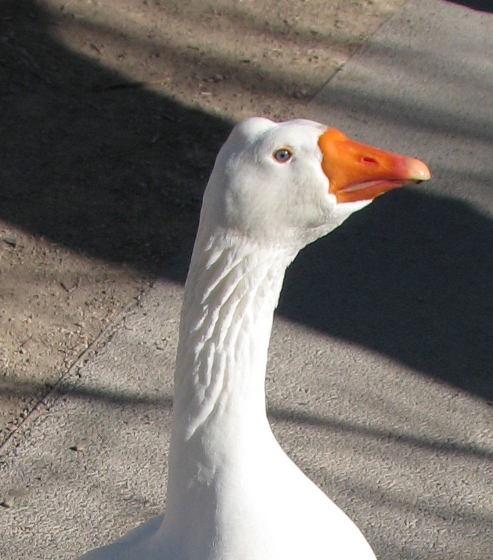 The Galloping Goose Talks