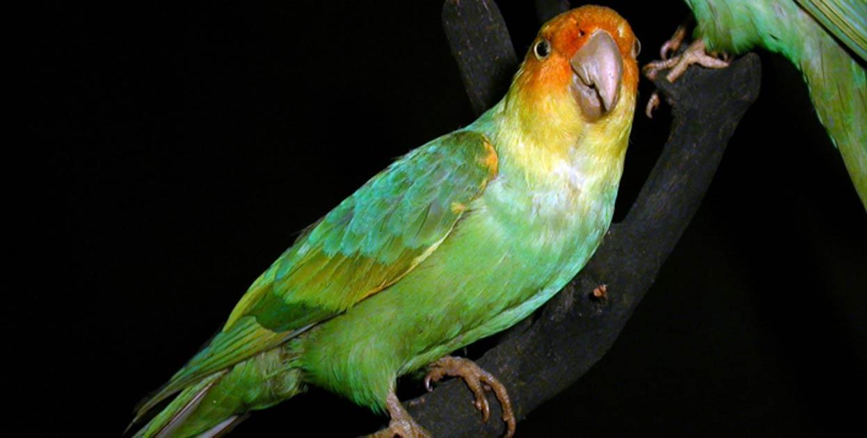 Cuidemos nuestras especies Colombianas : octubre 2015