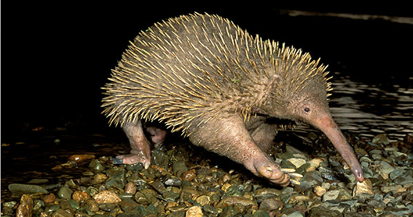 BIBOCA AMBIENTAL : ÉQUIDNA