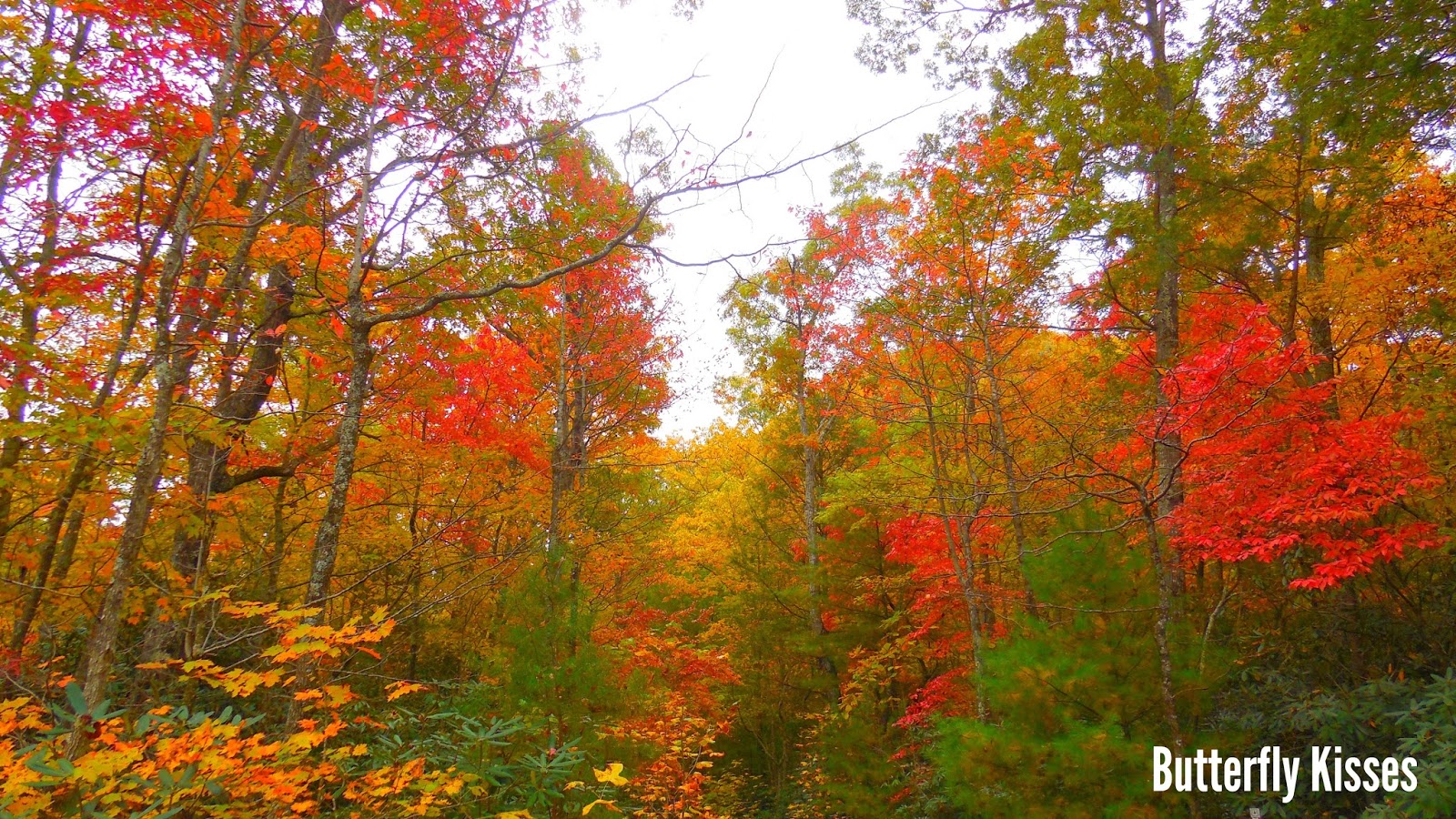 Butterfly Kisses: Seven+ Reasons Why Fall is the Best Season. Ever.