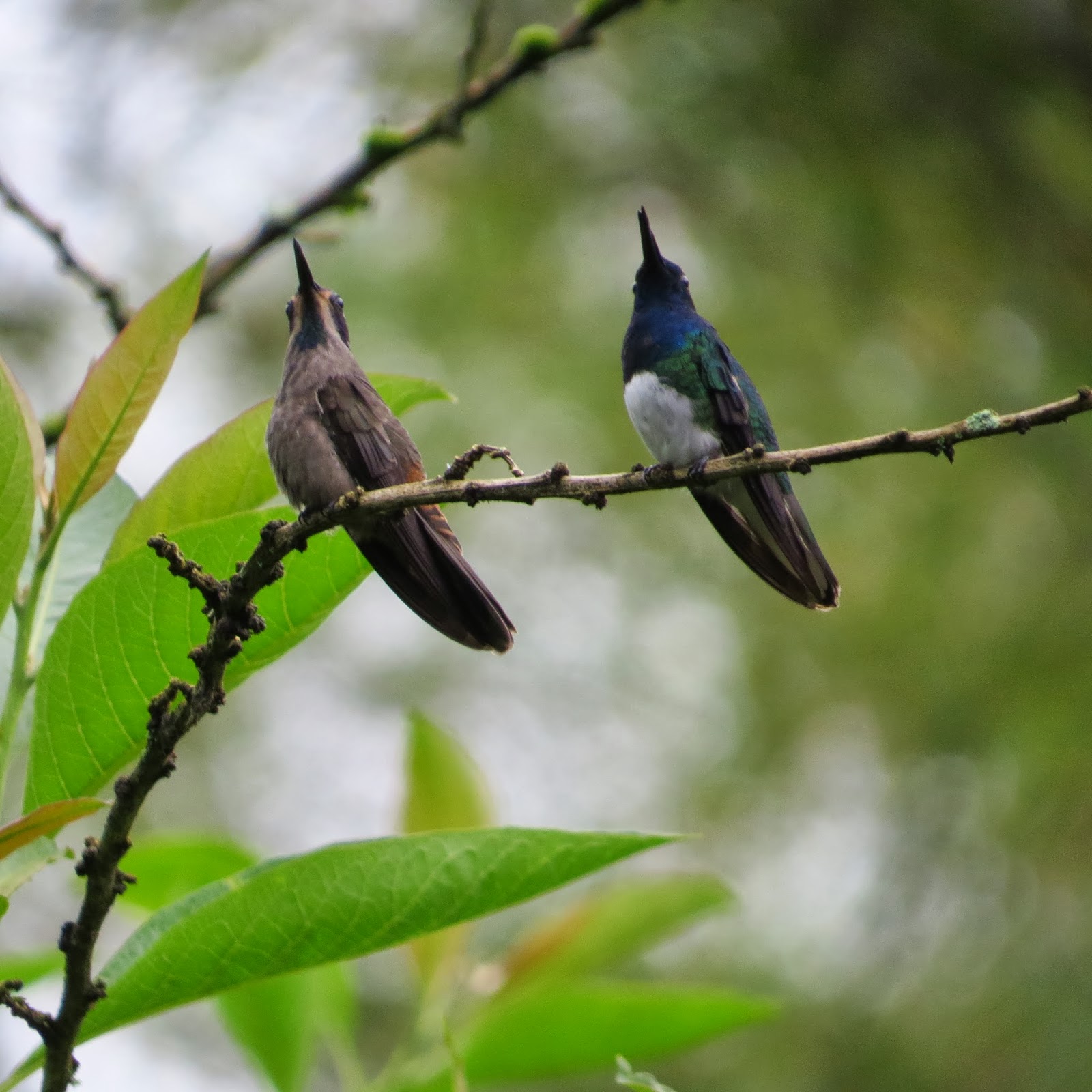Sightings of a world traveler: The Funny Hummingbirds