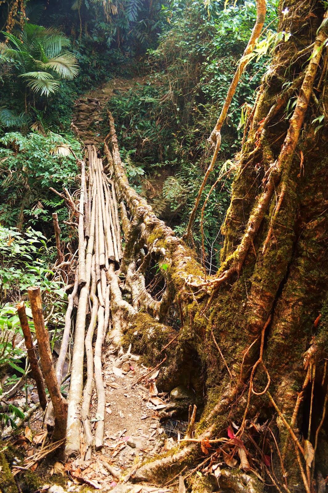 evenfewergoats: An Unknown Living Root Bridge