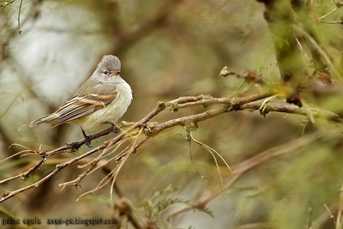 mis fotos de aves: Camptostoma obsoletum Piojito Silbón Southern ...