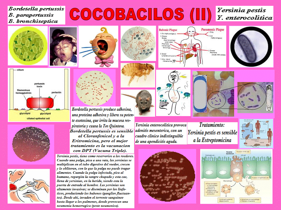 L810: COCOBACILOS Y OTROS BACILOS GRAM NEGATIVOS