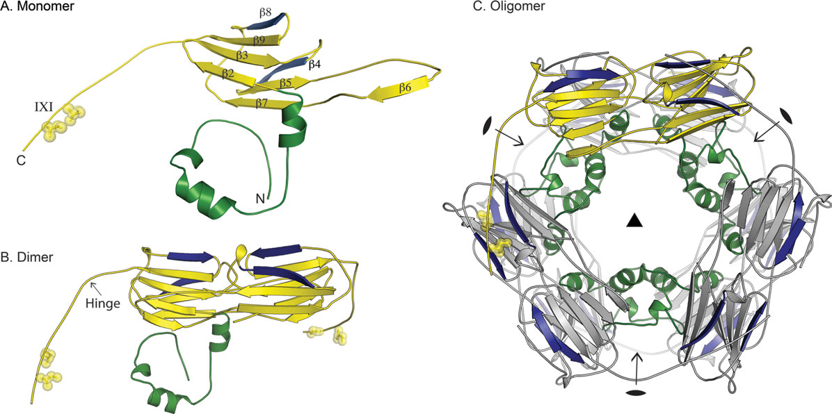 Principles of Protein Structure: Crystallins under the Lens