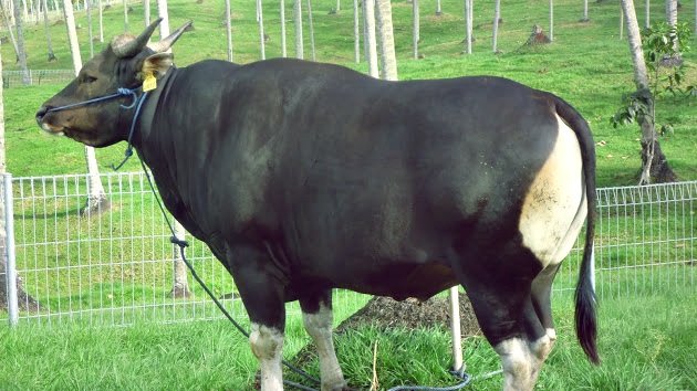 Karakteristik Sapi Bali di Nusa Tenggara Barat, [ KebunBudidaya ...