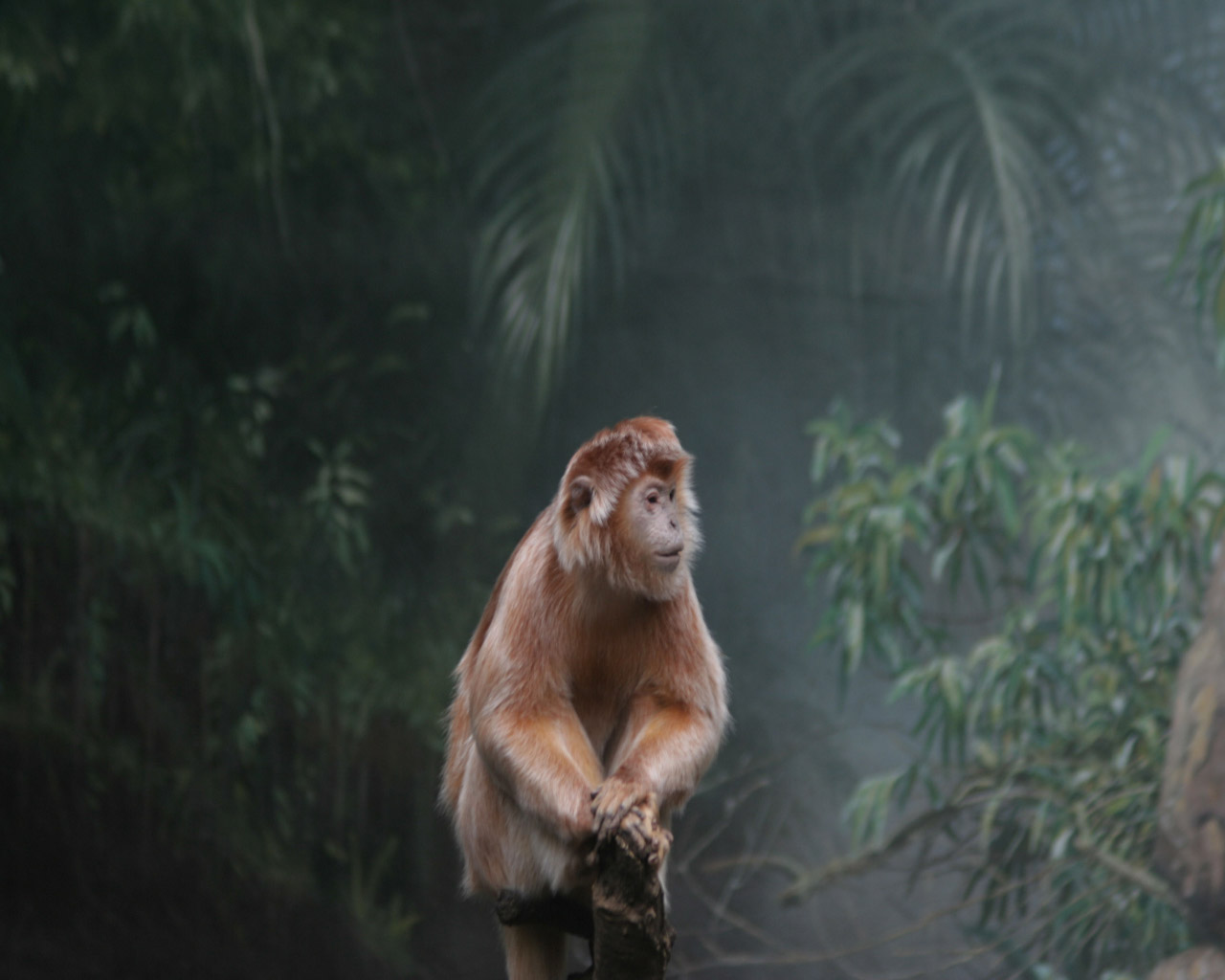 Best Jungle Life: Apes & Ape Pictures and Ape Historical and modern ...