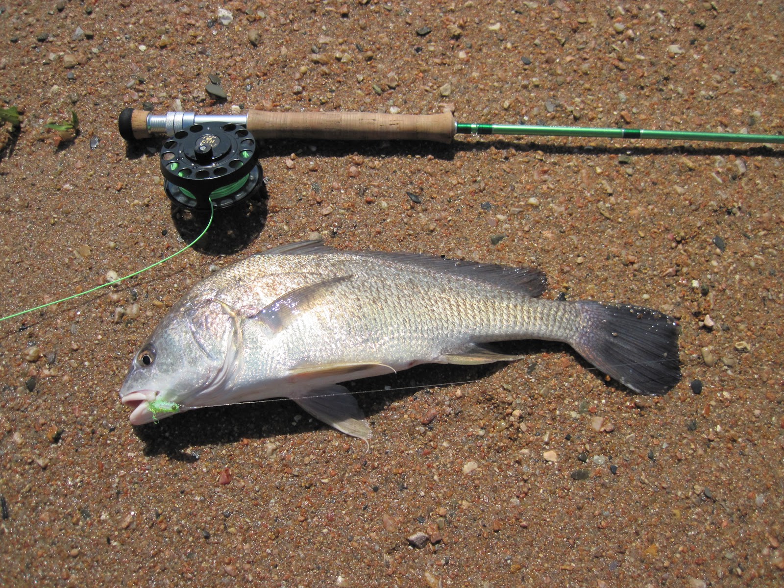 White Bass Can't Jump
